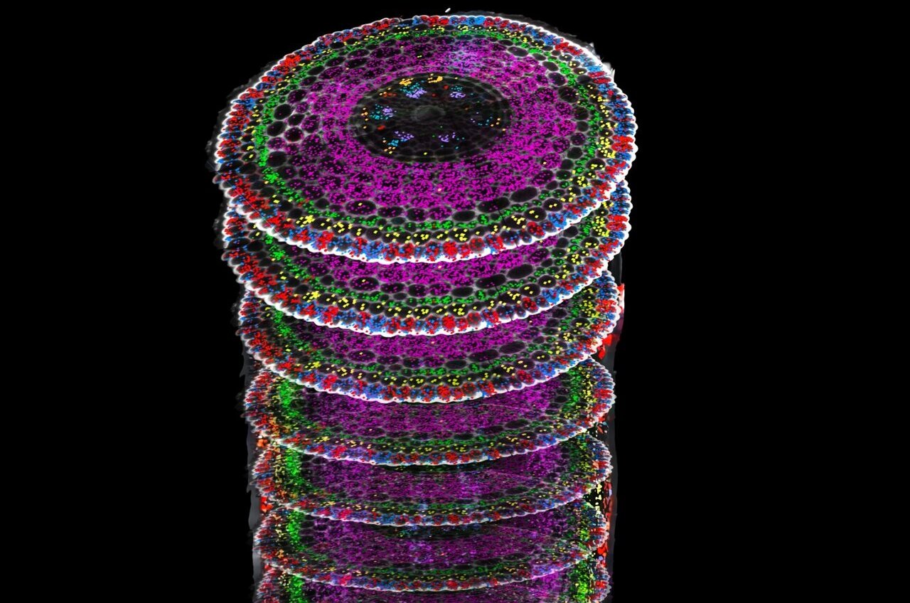 Transcriptomics unlock how root cells 'sense' and adapt to soil