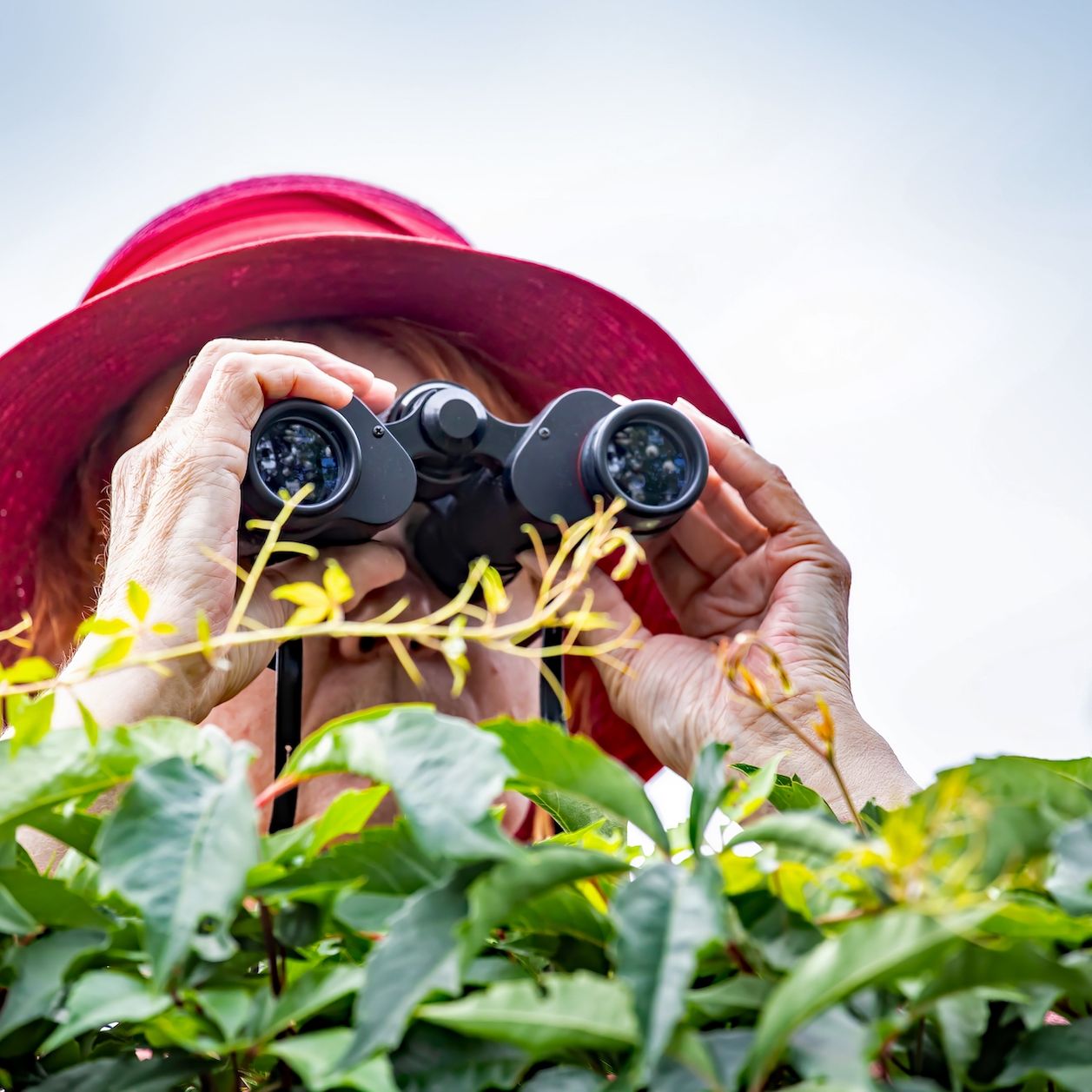 Jardin : cette plante est idéale pour se cacher d'un vis à vis (et elle ...