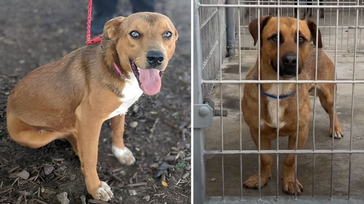 Can You Guess What Breed These Four Shelter Dogs Are?