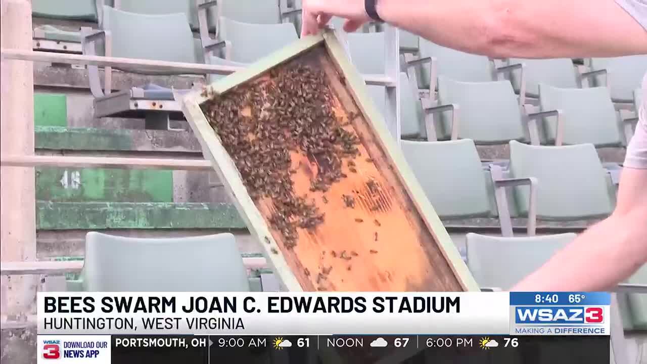 Bees swarm football stadium