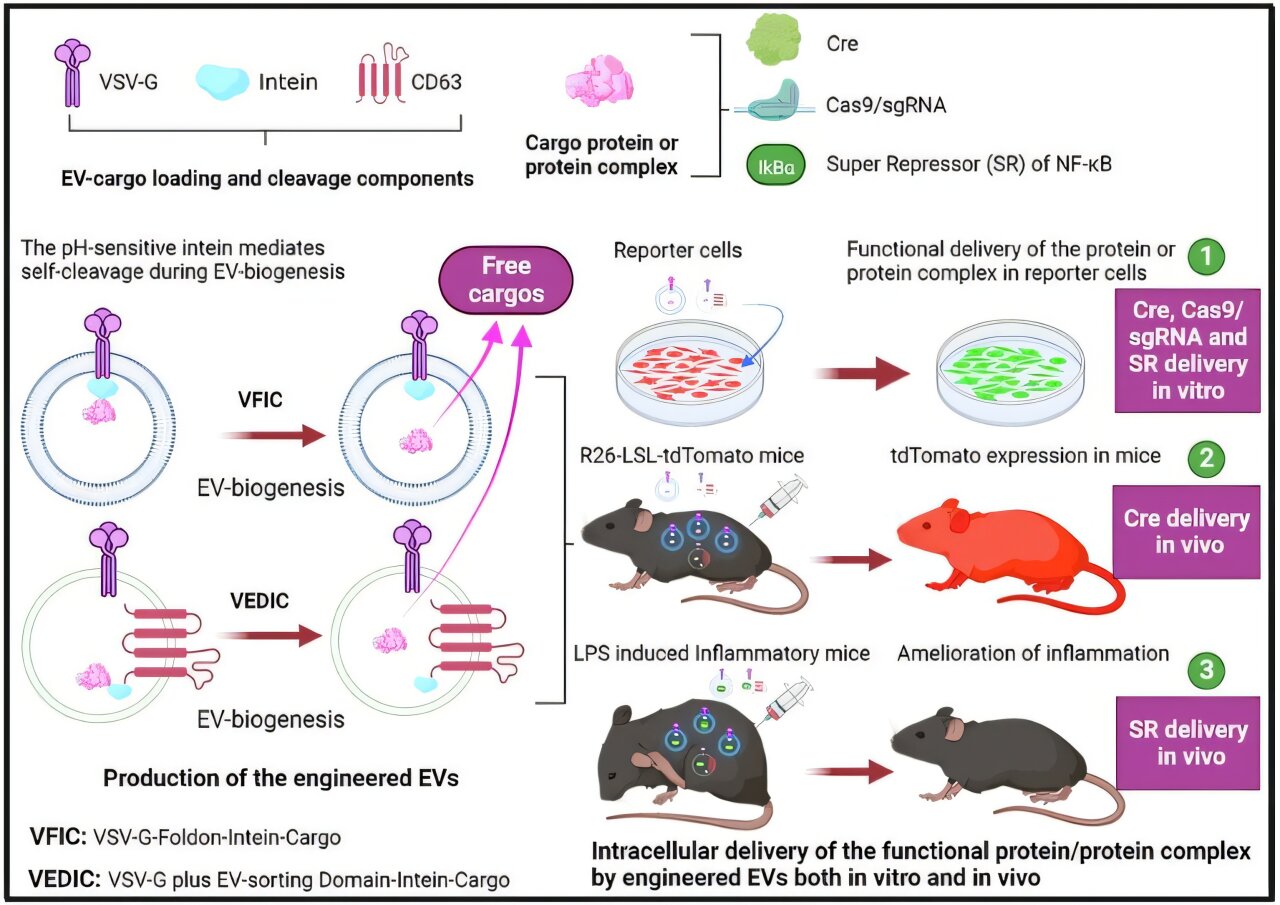 Engineered extracellular vesicles facilitate delivery of advanced medicines