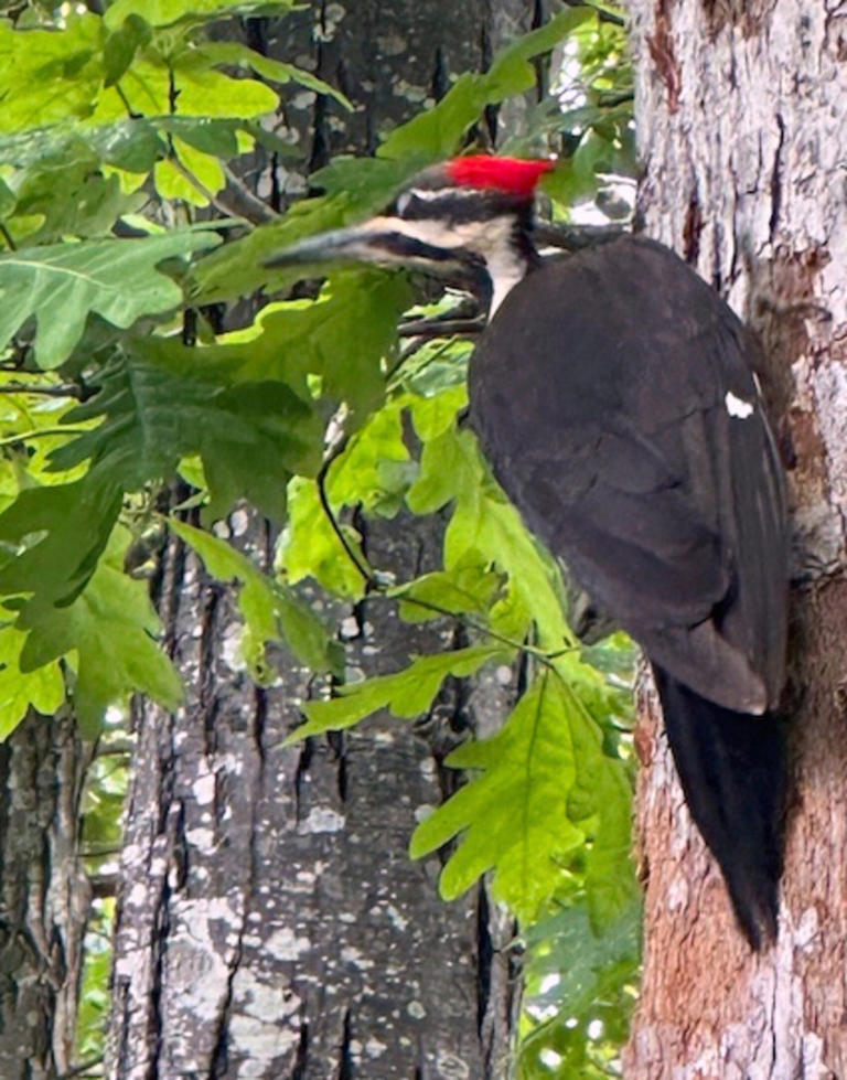 A woodpecker has invaded a Massachusetts neighborhood. Residents are ...