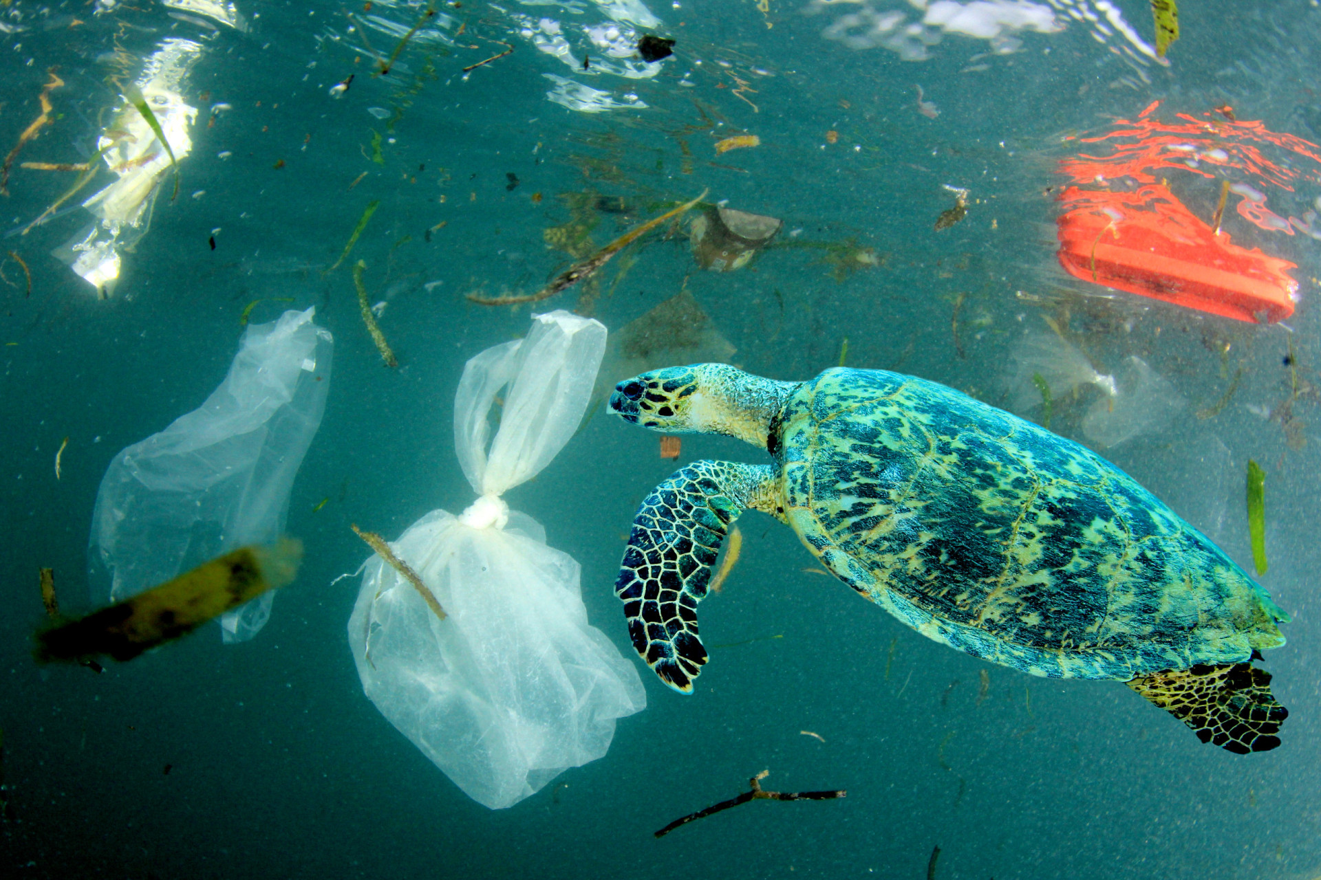 A deep dive into ocean pollution: the causes and key contributors