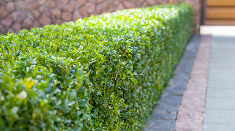 Why Boxwood Shrubs Make An Excellent Fence Alternative For Your Yard