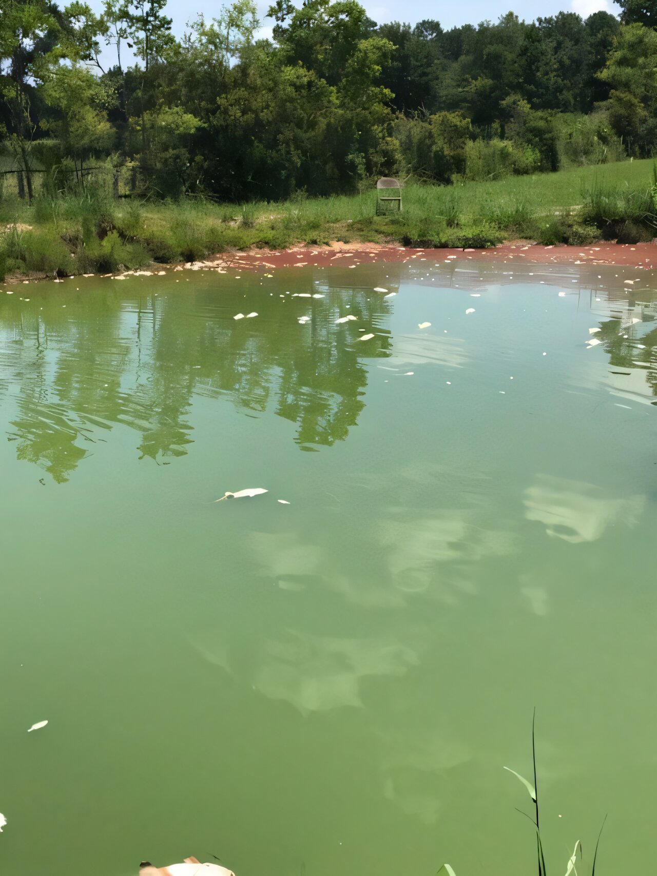 Tips to prevent cyanobacteria bloom exposure as temperatures rise