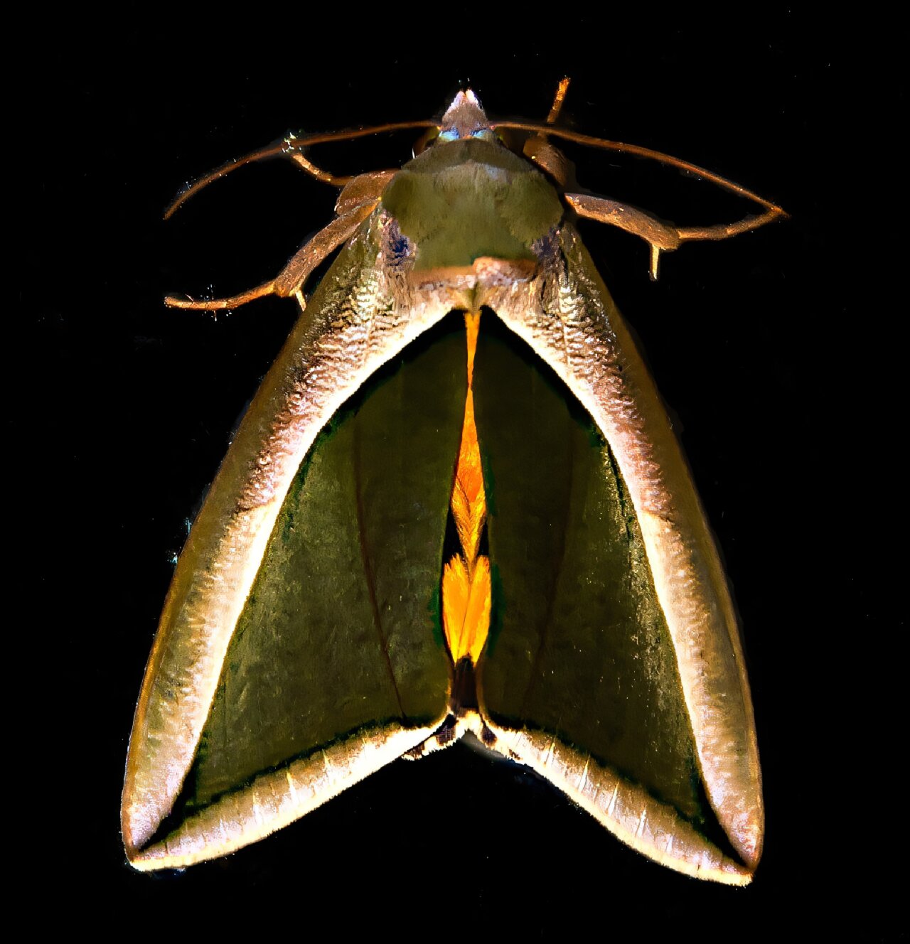 Using computer vision to reveal visual illusions created by moth wing patterns
