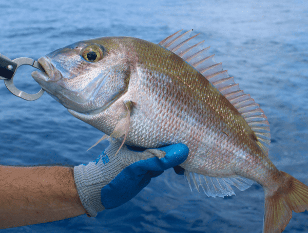 Reel In The Fun: Atlantic Reef Fish Season Opens May 1st In Florida