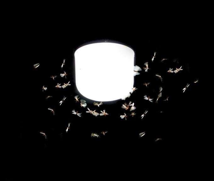 Moth Mystery Solved: Why Are Moths Attracted to Light?