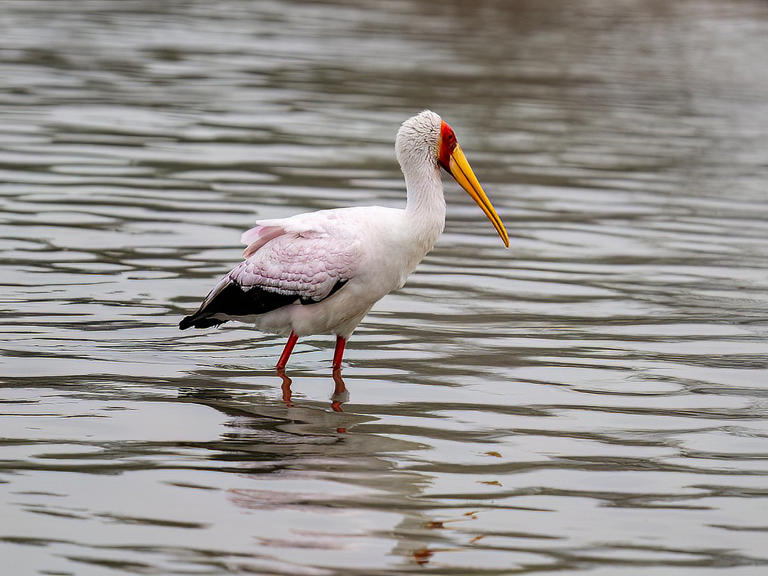 Birds of Ras Al Khor: Stunning wildlife photography in the heart of Dubai