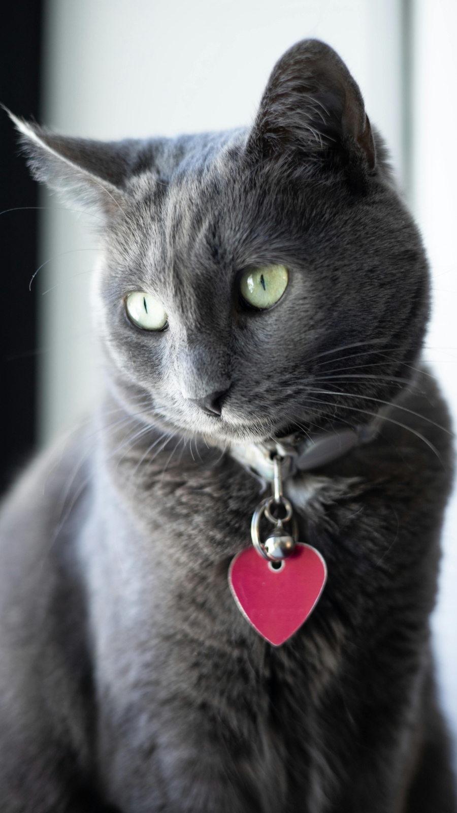 Top cat breeds for people who travel often