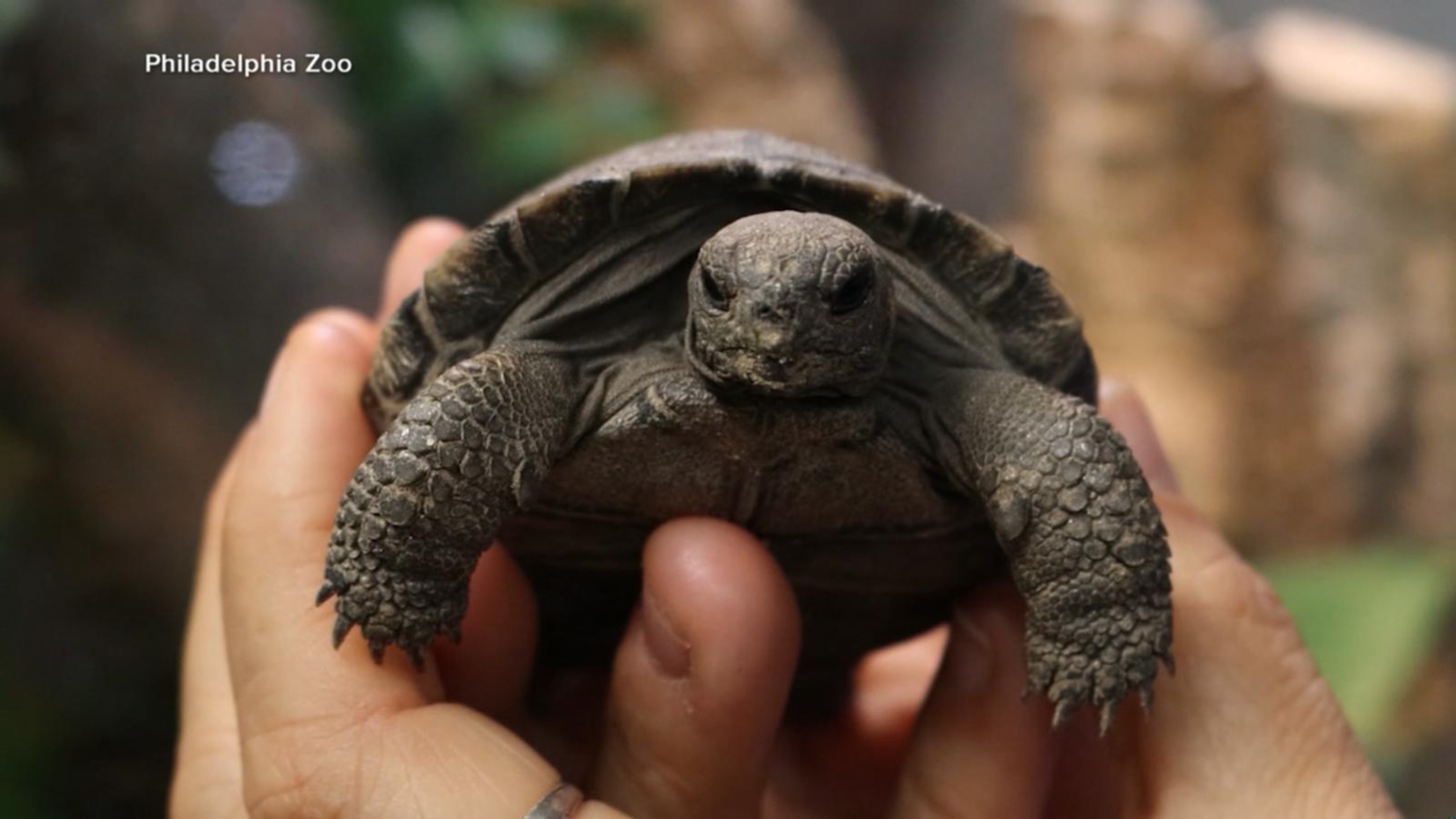 Philadelphia Zoo names baby tortoises after ‘Golden Girls’ characters
