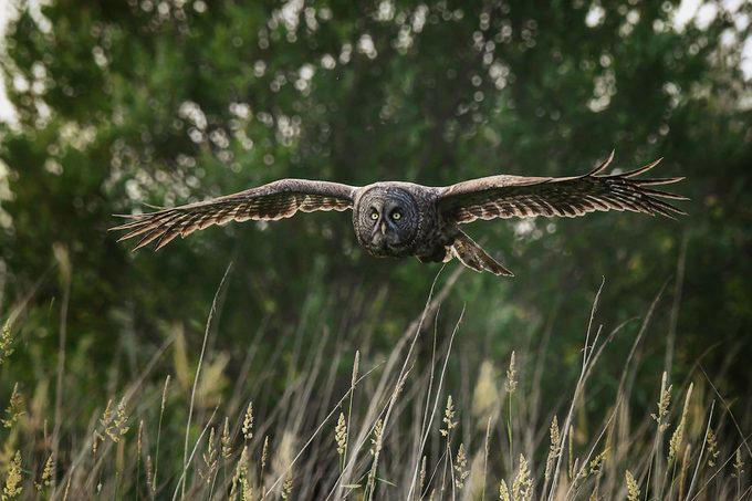 Do Dead Bird Sightings Have Meaning?