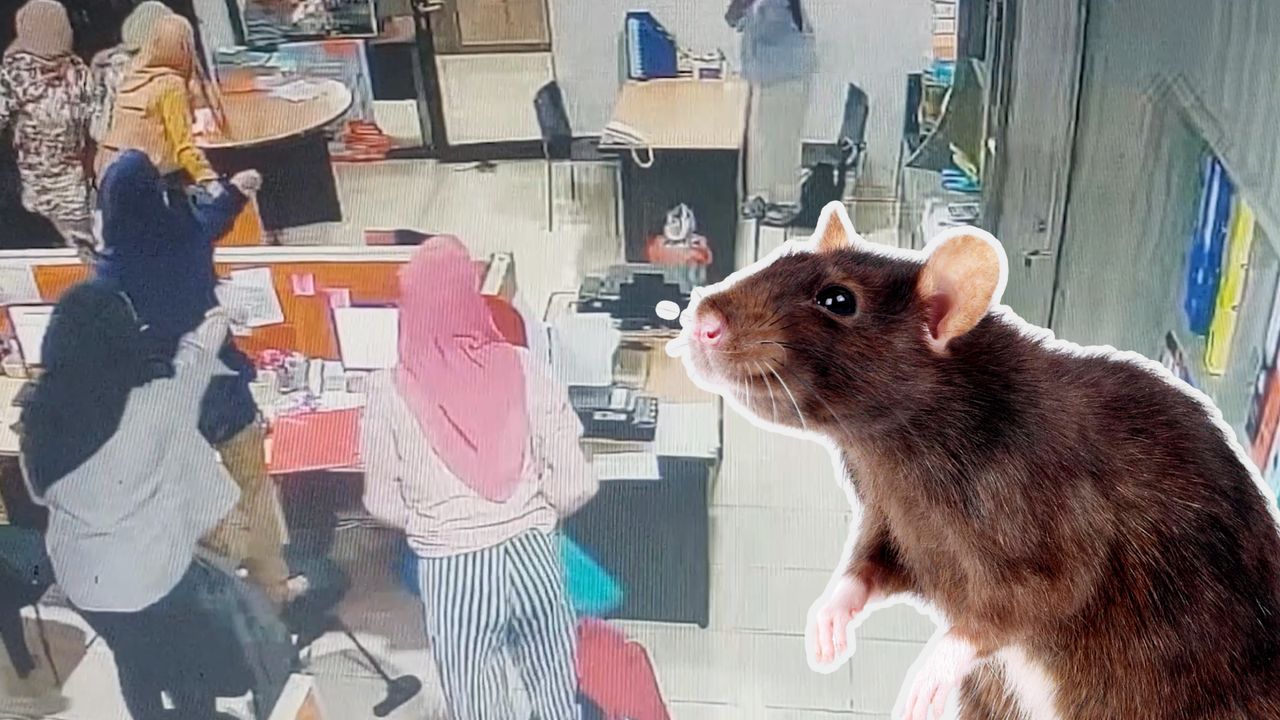 Flying rats! Rodent causes panic after falling from office ceiling