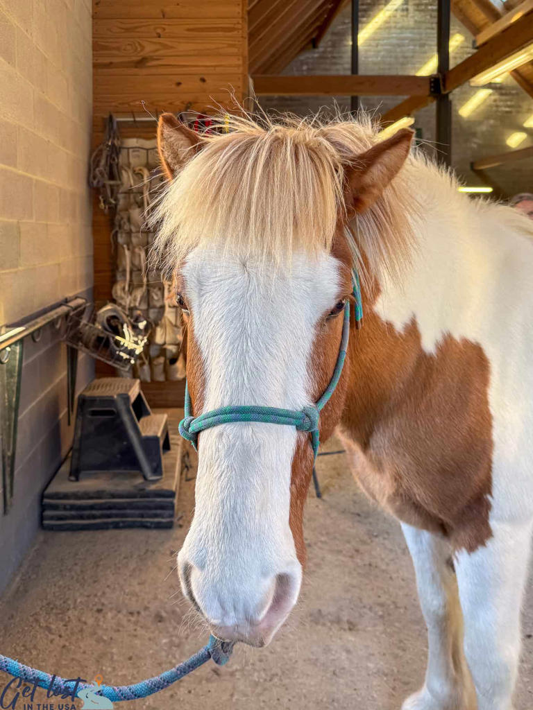 Töltally Unexpected: My Visit to Lettléiki Icelandics Horse Farm in ...