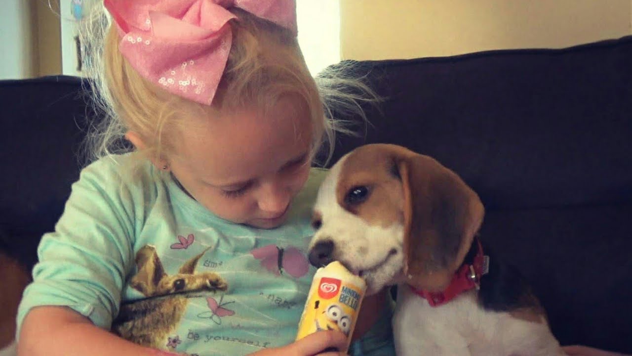 Cute beagle puppy shares ice cream with her best friend