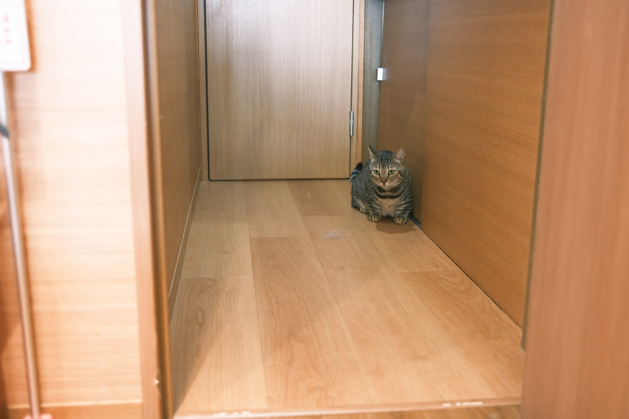 Tears at What Rescue Cat Does for First Time After Moving Into Forever Home