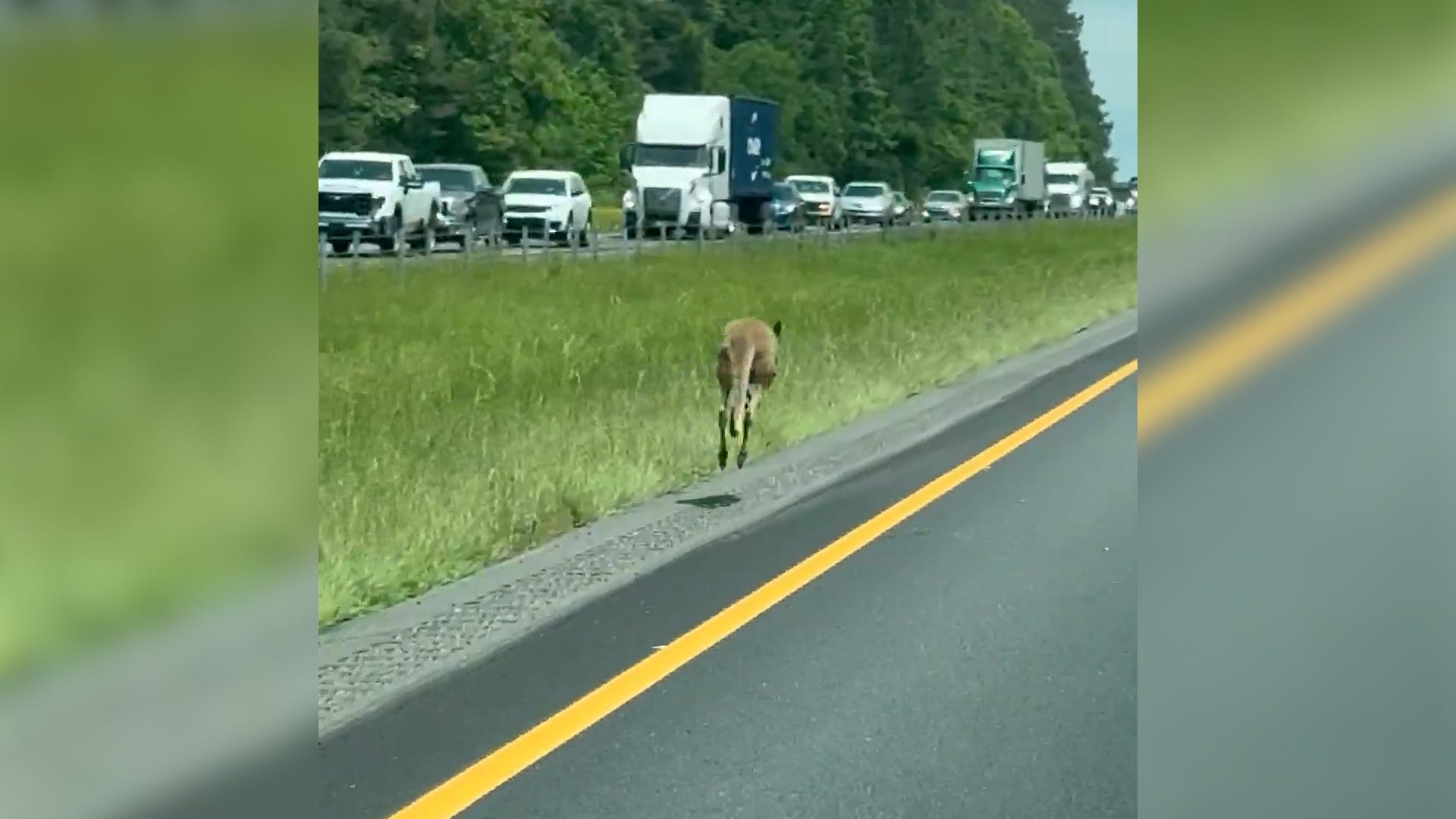 Watch kangaroo bring traffic to standstill on Alabama interstate: 'I ...
