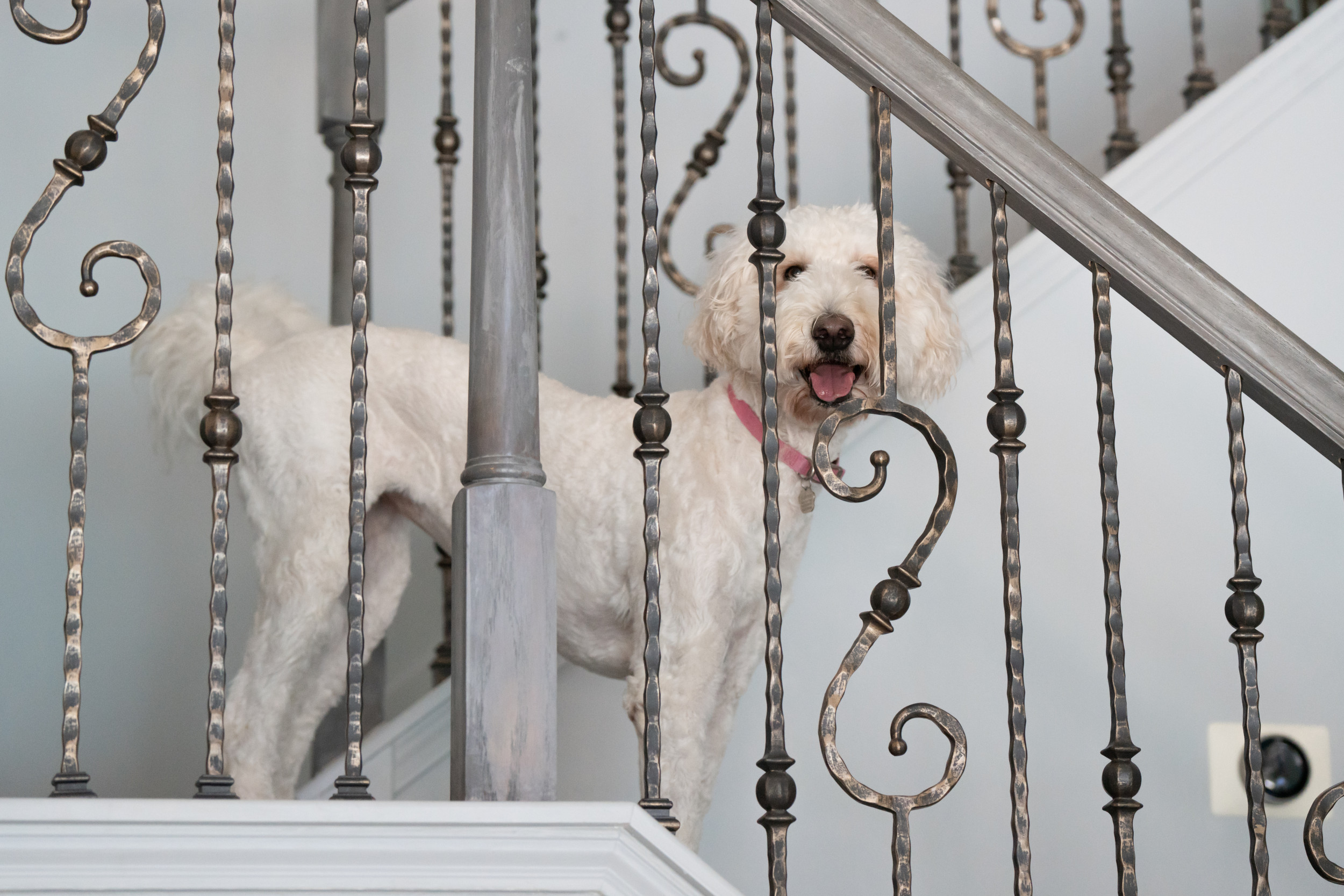 Hysterics at What Dog Does After Picking a Side in Owners' Argument