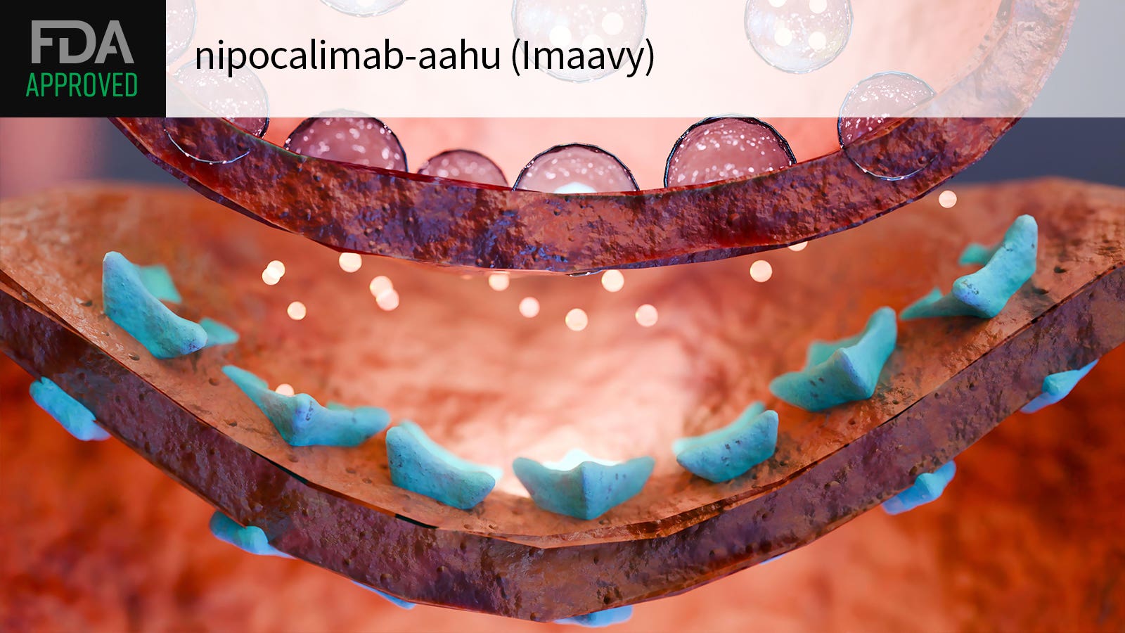 FDA Approves Nipocalimab for Adult and Pediatric Myasthenia Gravis