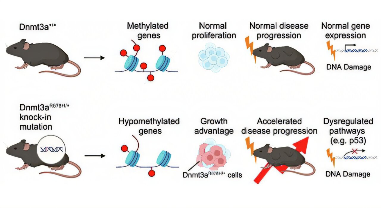 Single DNA mutation disrupts key tumor-suppressing pathways, elevating ...