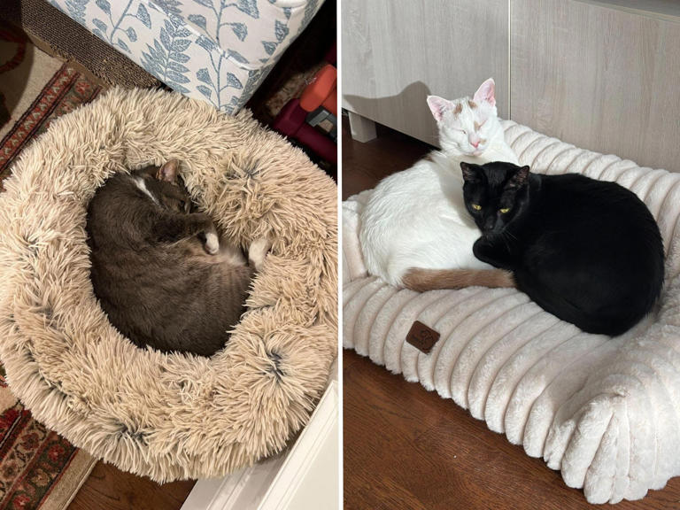 The 7 best cat beds, feline-tested and approved