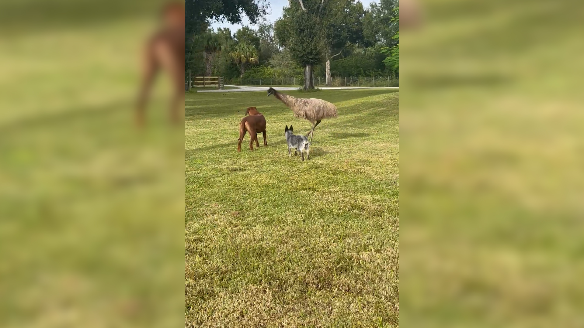 Emu Plays Chase With Two Dogs On Family Farm