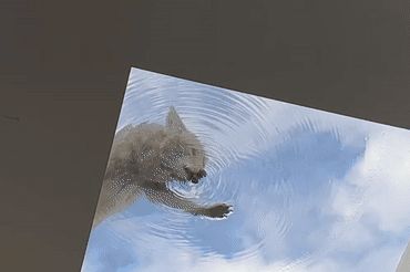 Surreal Moment as Coyote Drinks Water From Salon Skylight in LA