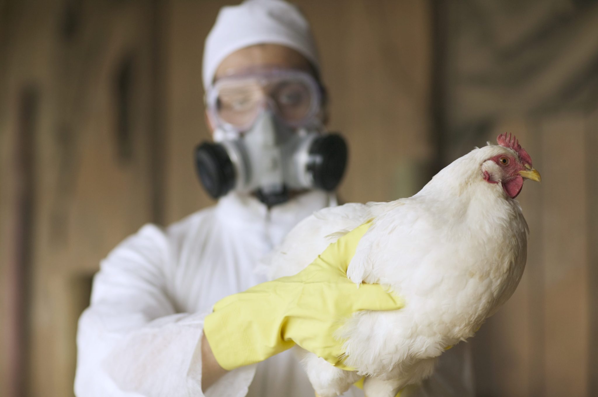 Top virologists sound the alarm on bird flu and plead with world ...