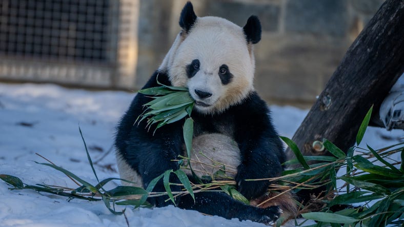 San Francisco Zoo prepares to welcome pandas to new home, despite U.S ...