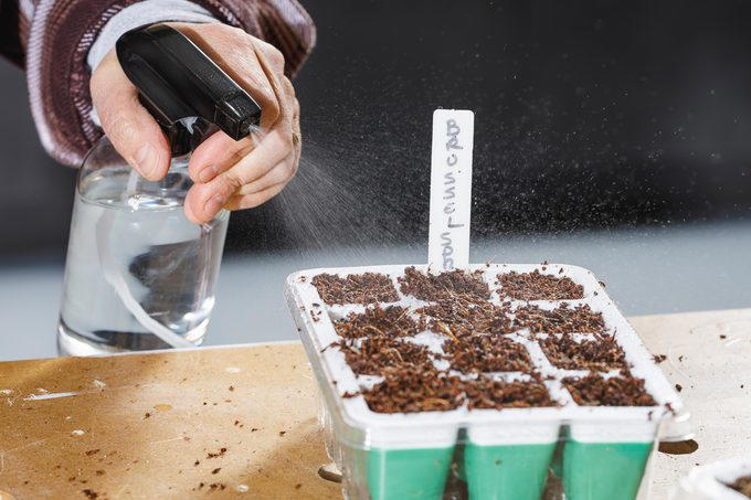 How to Start Seeds Indoors in 8 Simple Steps