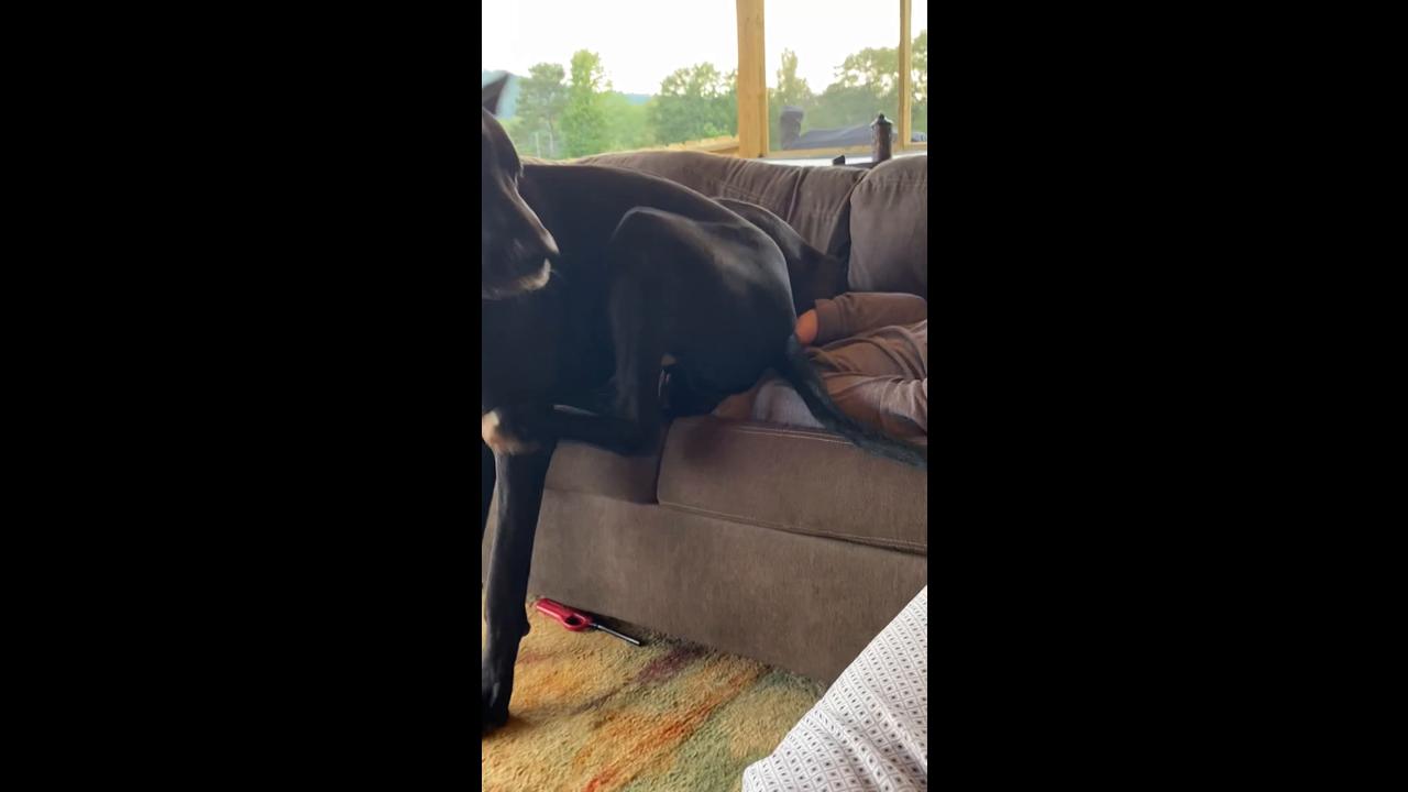 Great Dane Sits On Owner's Face