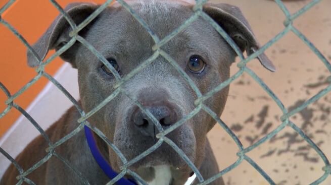 Bulloch County animal shelter sheds light on no kill awareness day