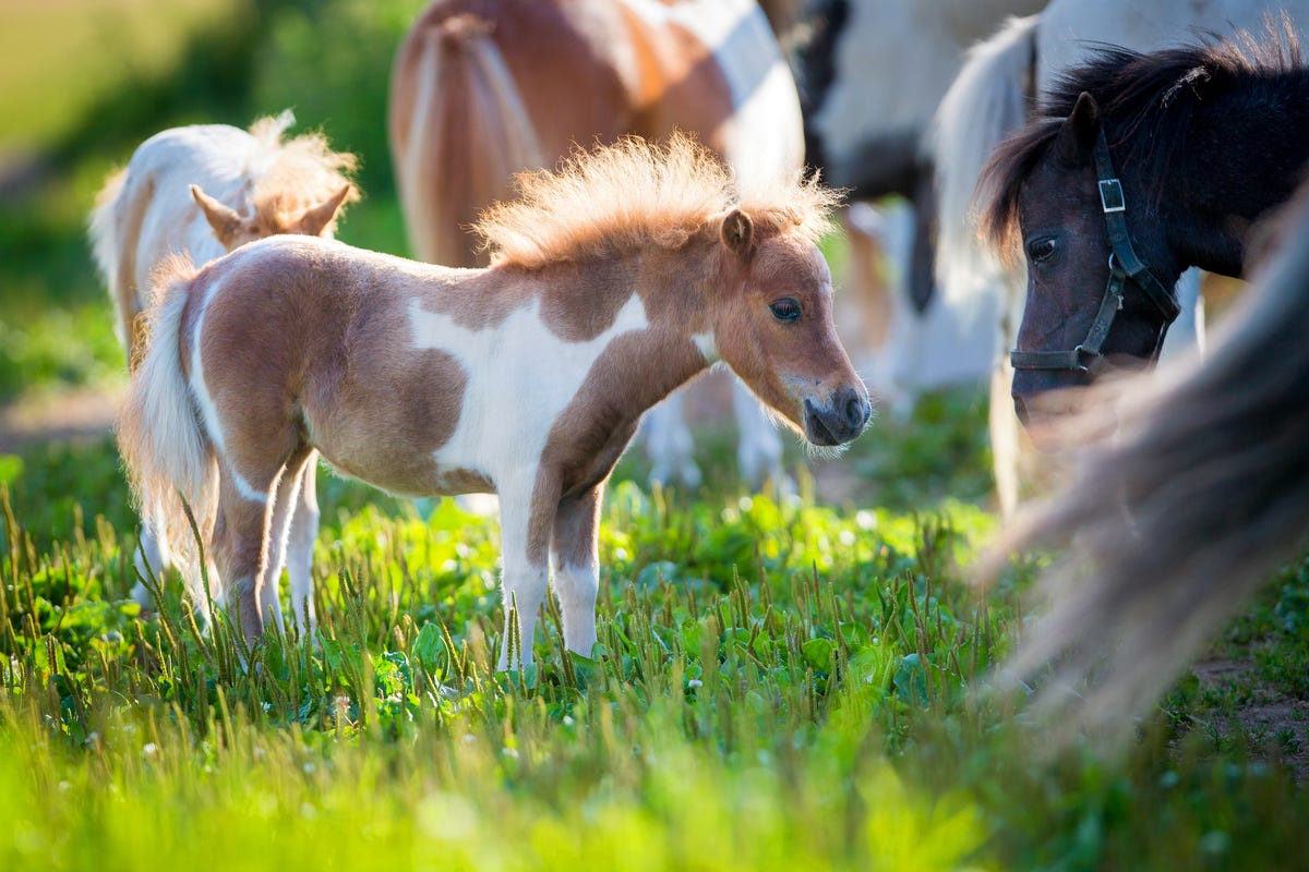 Here’s the Ultimate Horse Breed Guide for Equestrian Enthusiasts