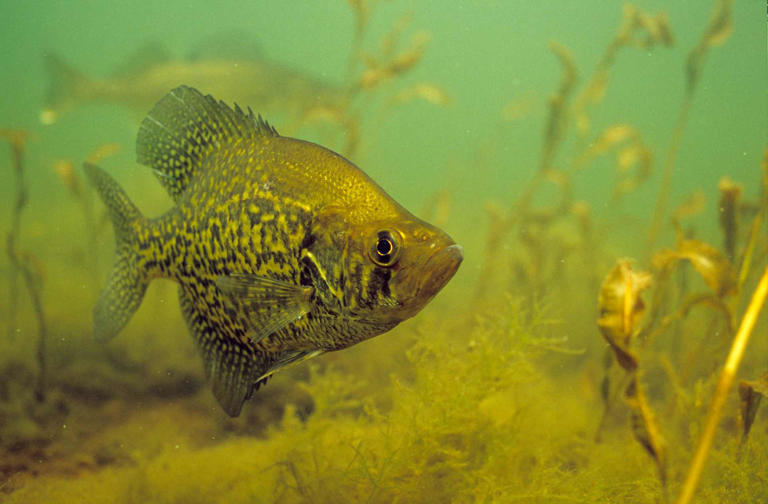 Crappie Fishing-A Comprehensive Guide