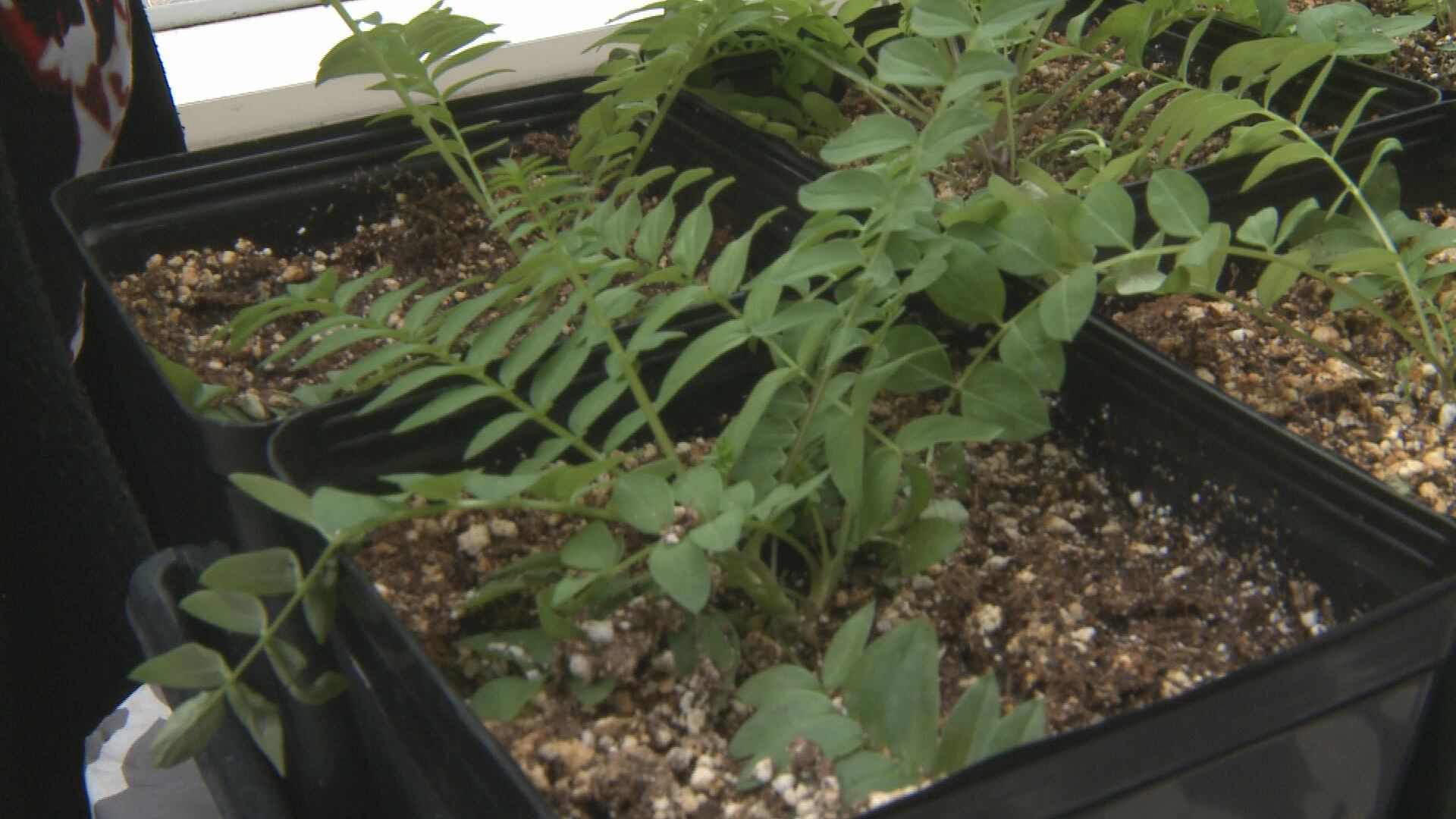 Arctic Gardens: Adding native plants to your garden