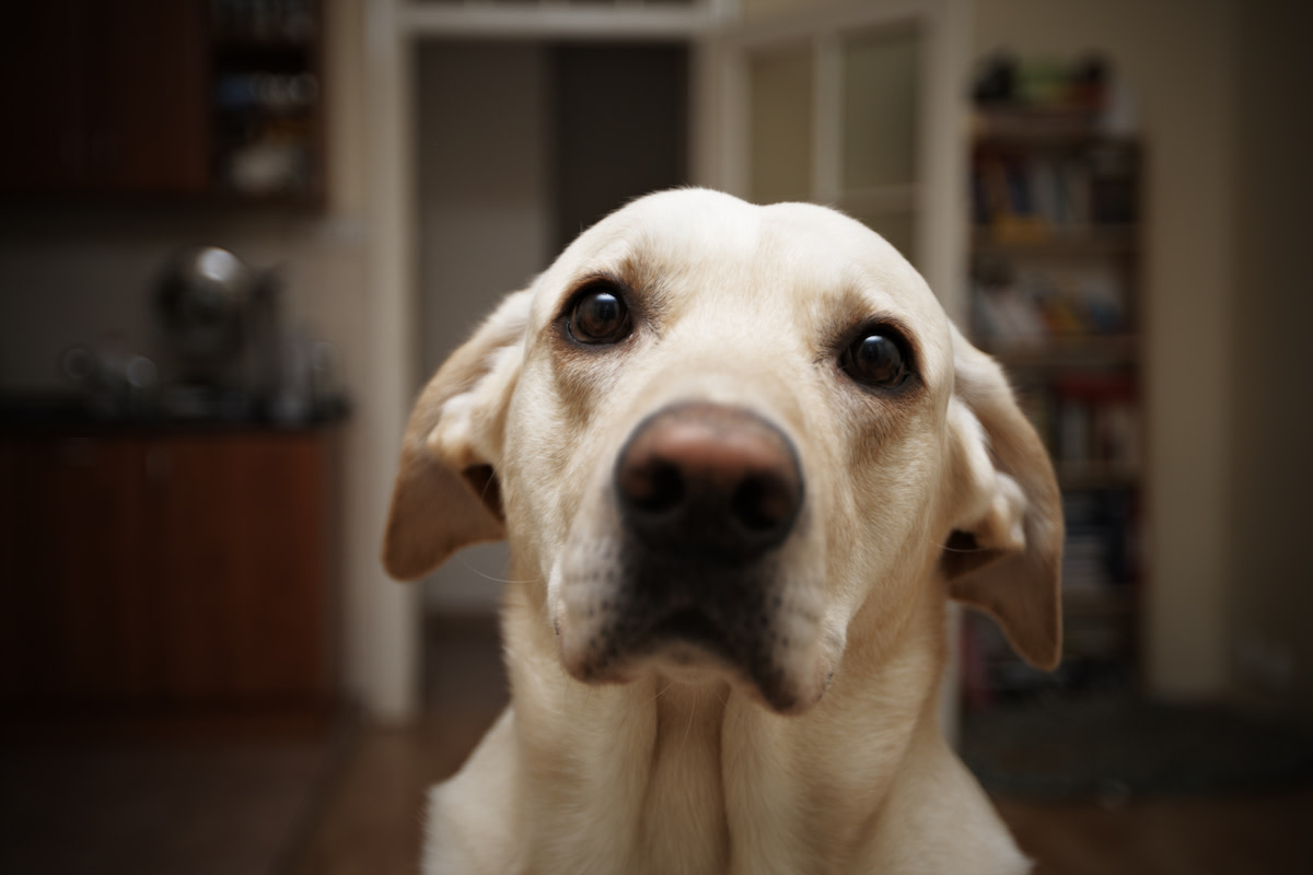 Yellow Labrador Obsessed with Blowing Out Candles Is the Ultimate Fire ...