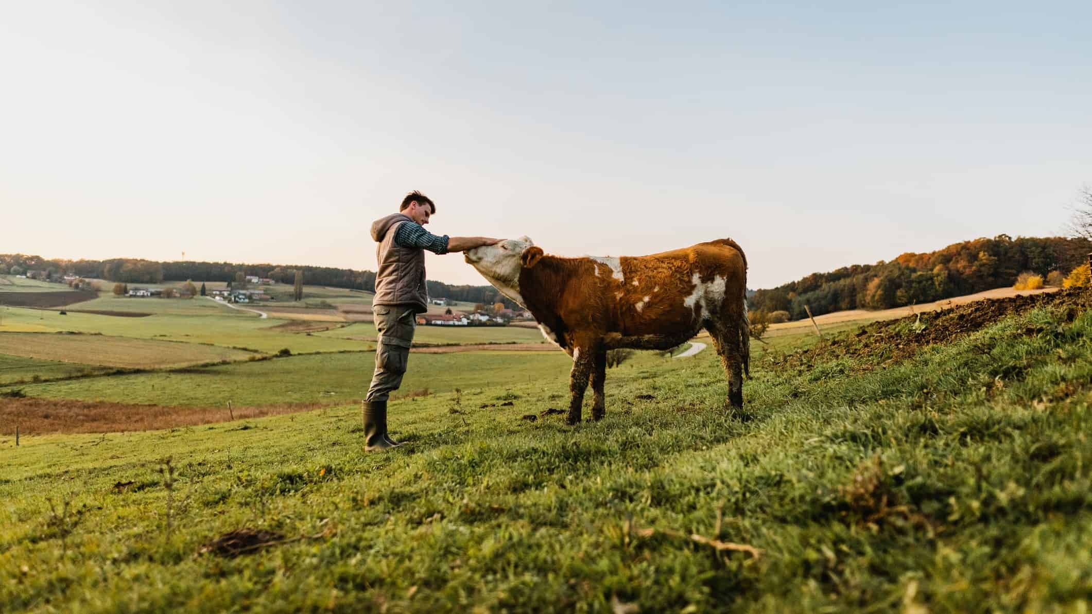 Elders confirms Killara feedlot sale completion for June 2026