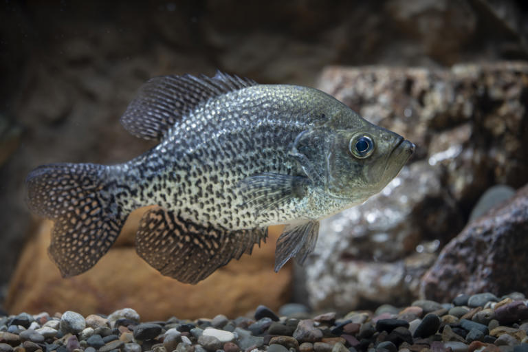 Crappie Fishing-A Comprehensive Guide