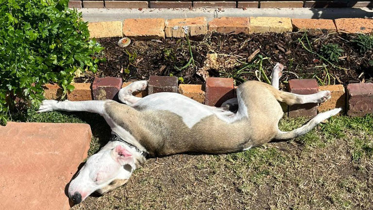 TEARS Animal Rescue seeks community support for Feed Hungry Pets Programme