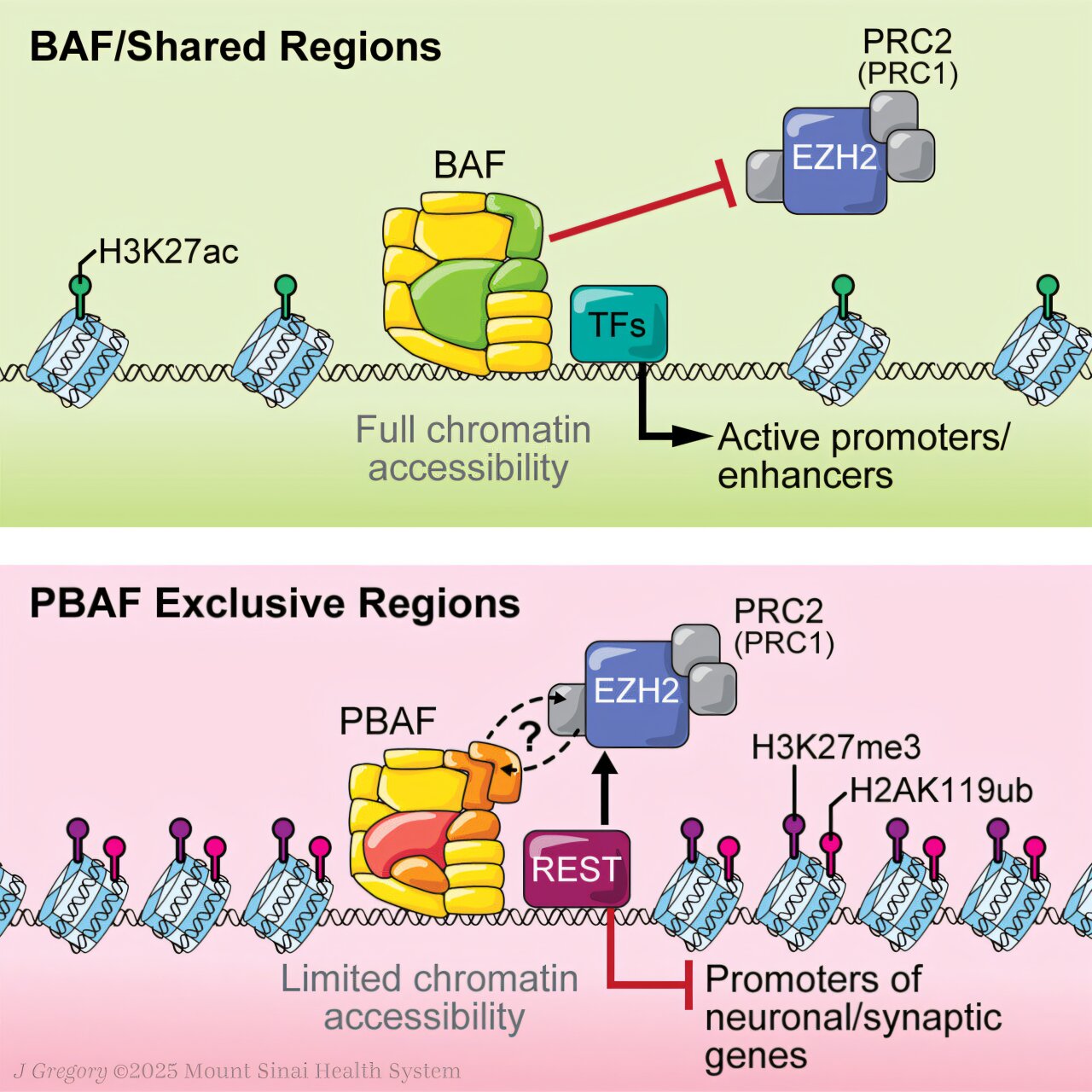 PBAF chromatin may explain melanoma spread to the brain