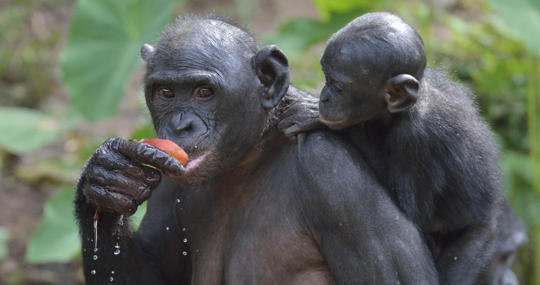 Female Apes Band Together To Scare Off Aggressive Males: Talk About ...