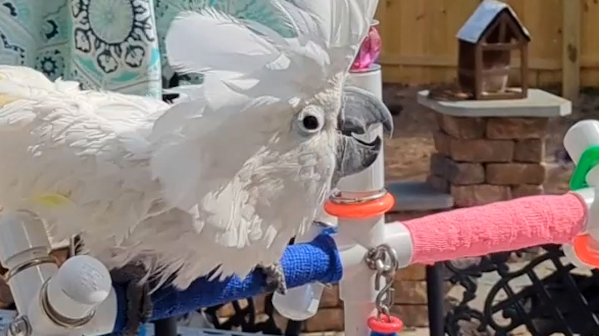 Watch this cockatoo's emotional reunion with his former owner after 10 ...