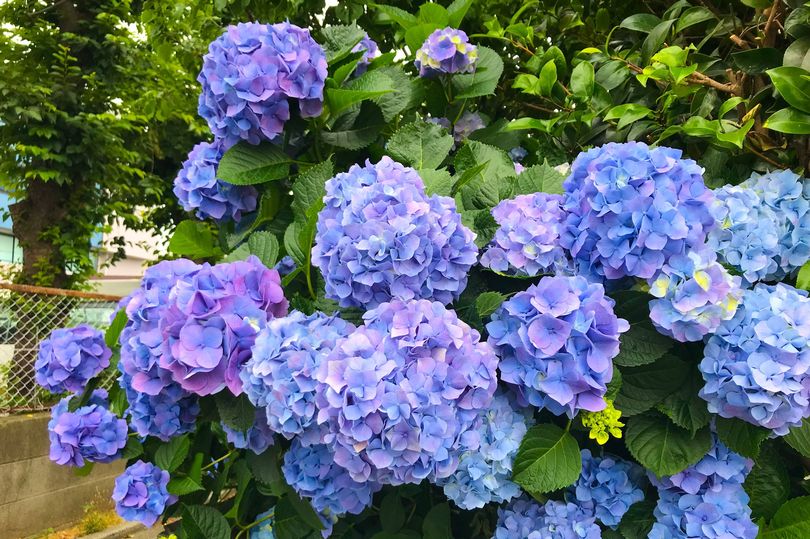 One hydrangea task will give 'rapid growth' if you do it now - and it's ...