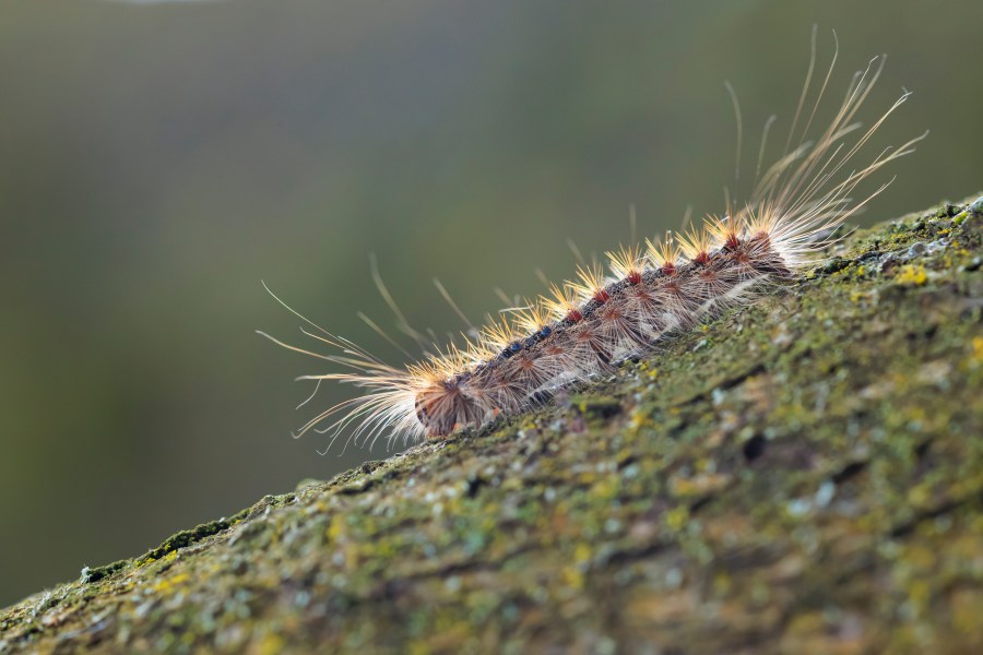 PA Game Commission asks residents to be on the lookout for invasive ...