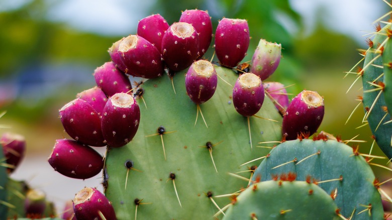 The Iconic Arizona Snack That's Actually Made From Cactus