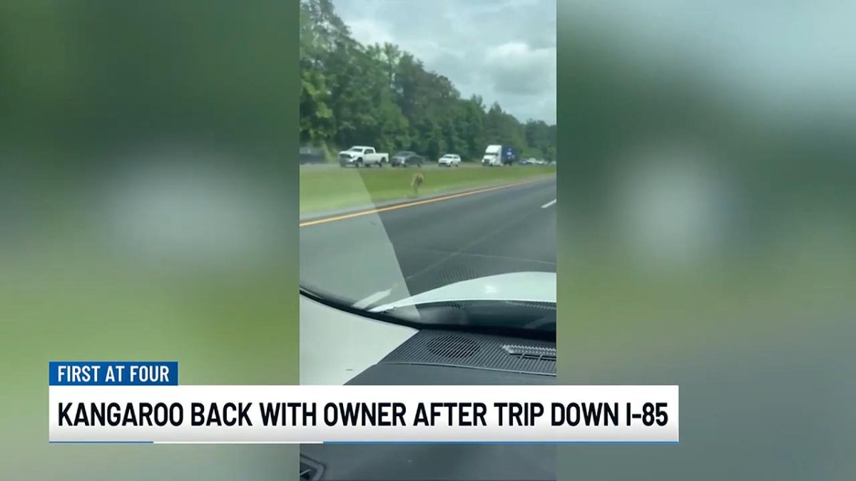 Watch: Loose kangaroo stops traffic, causes crash on Alabama highway