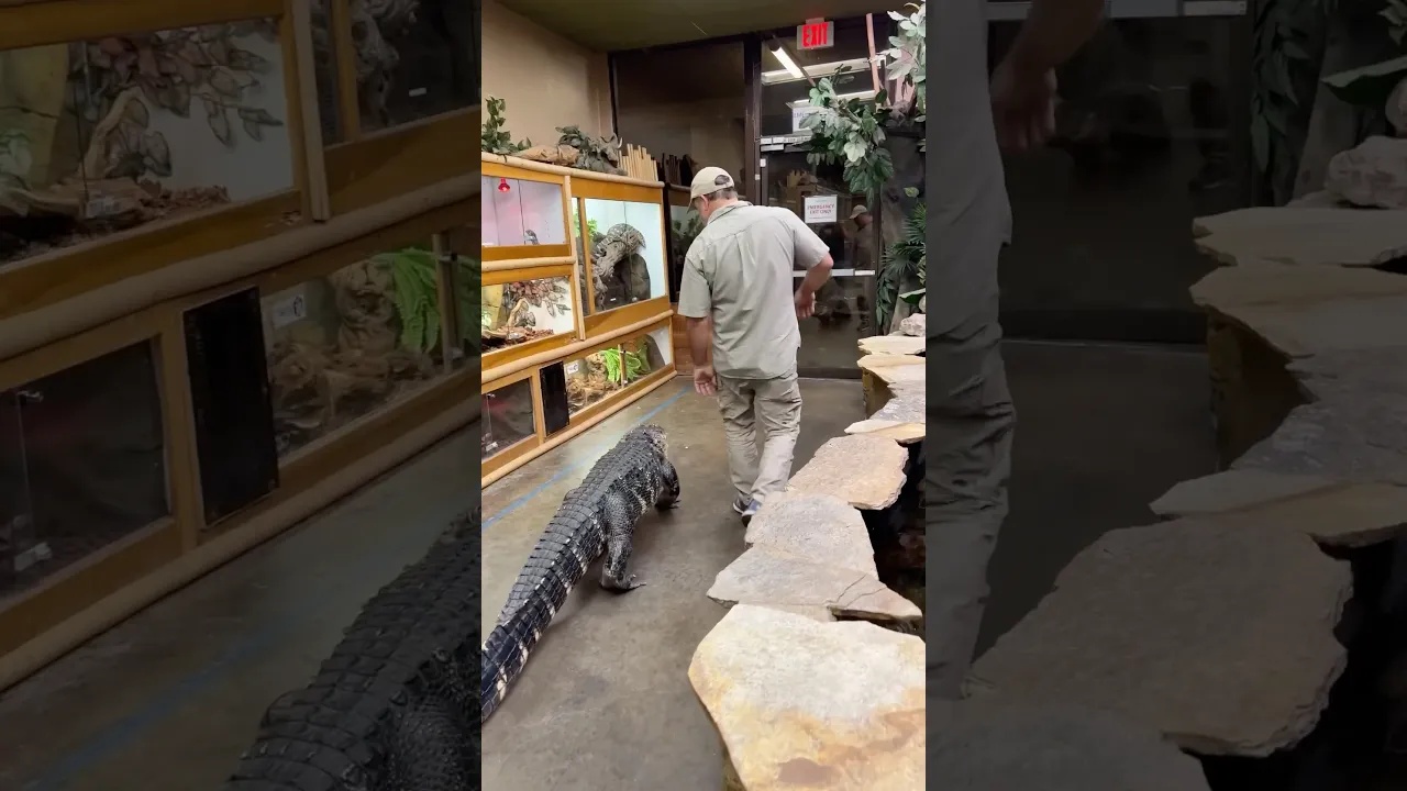 GIANT SNAKE KEPT STRIKING?