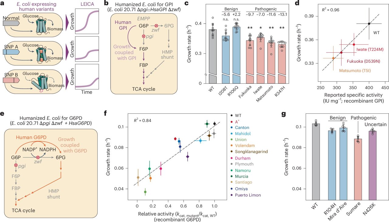 Using bacteria as living test tubes to study human gene mutations and ...