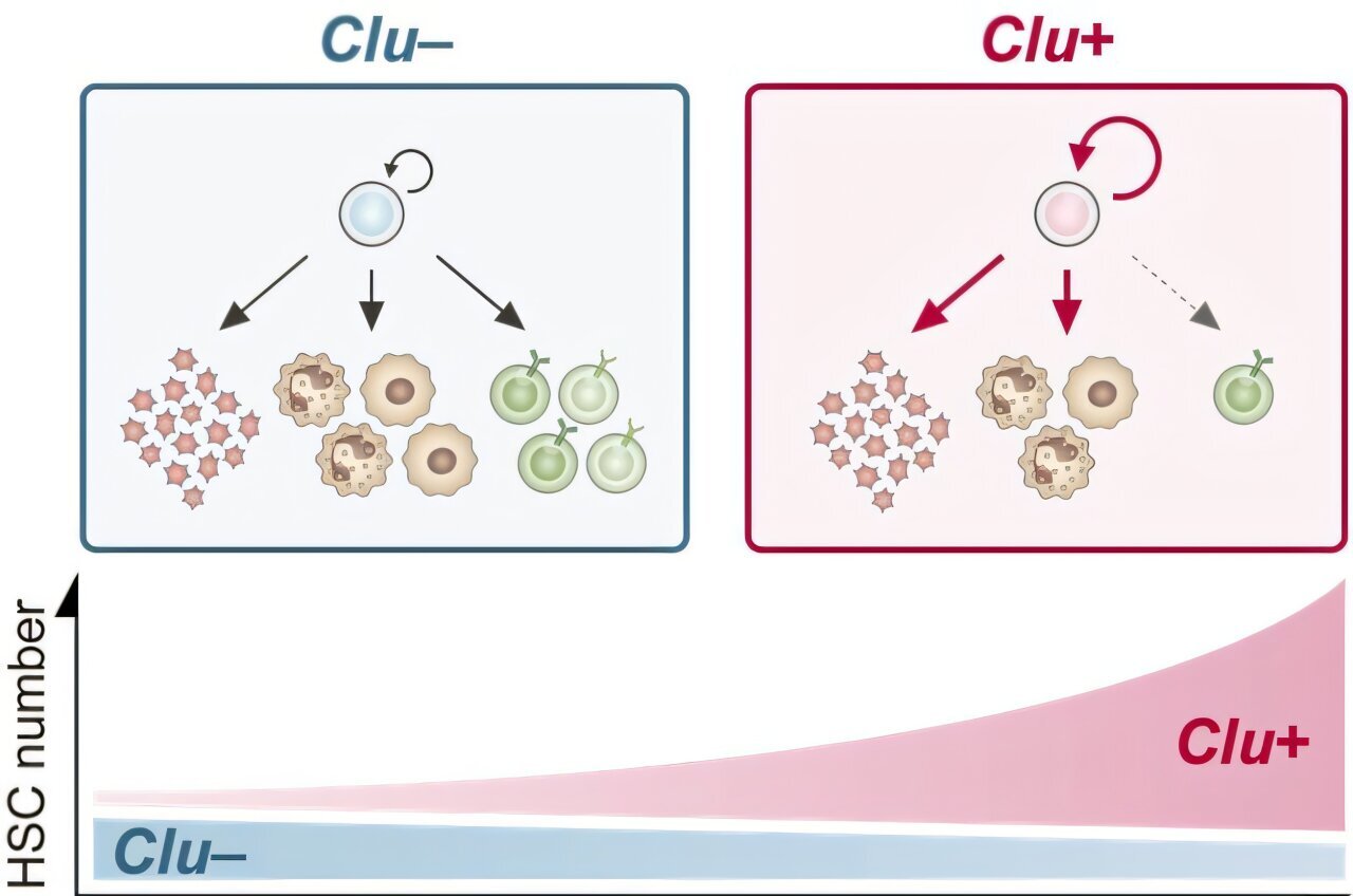 Clusterin expression marks aging in hematopoietic stem cells