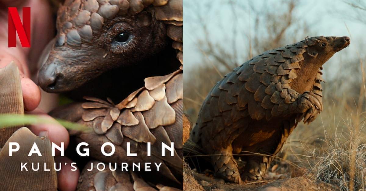 Zoo fundraiser gives giant pangolins 'time to shine' in tandem with new Netflix doc 'Kulu's Journey'